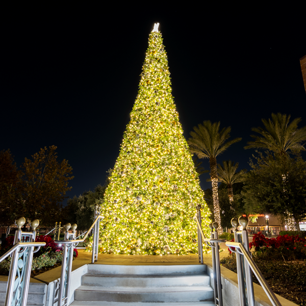 Outdoor Holiday Trees